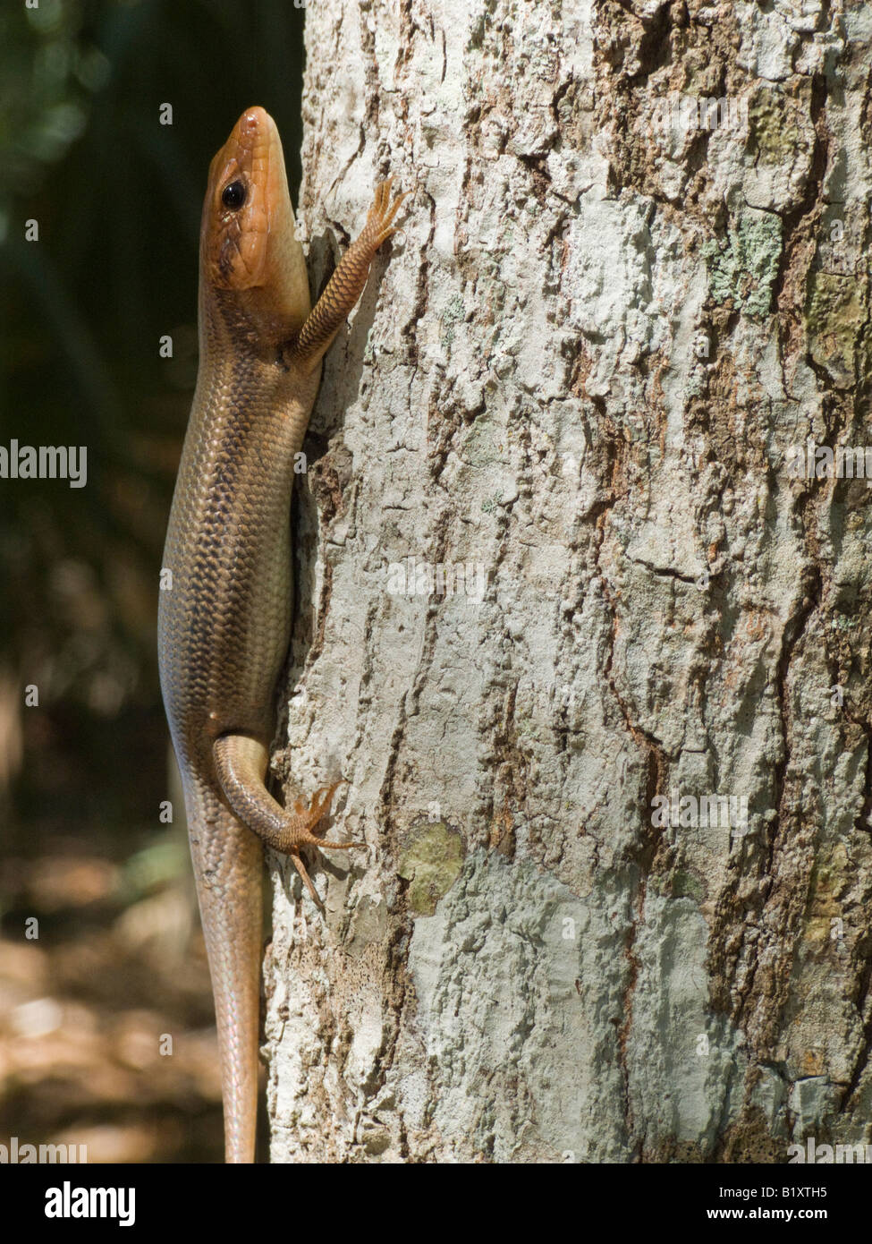 broadhead skink reptile on tree Stock Photo - Alamy