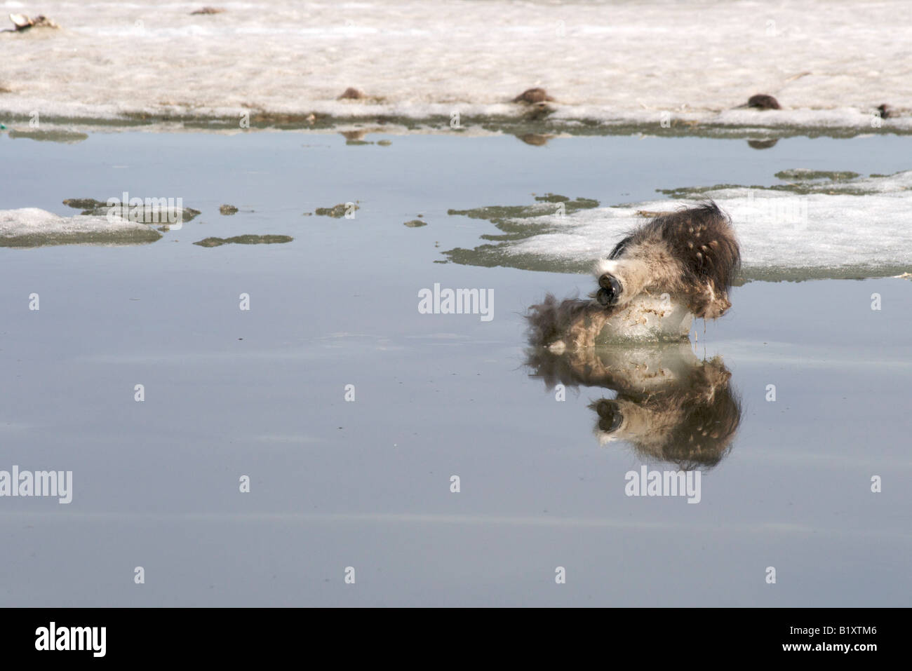 Pieces of dead Muskox and Caribou floating off the beach in Sachs ...