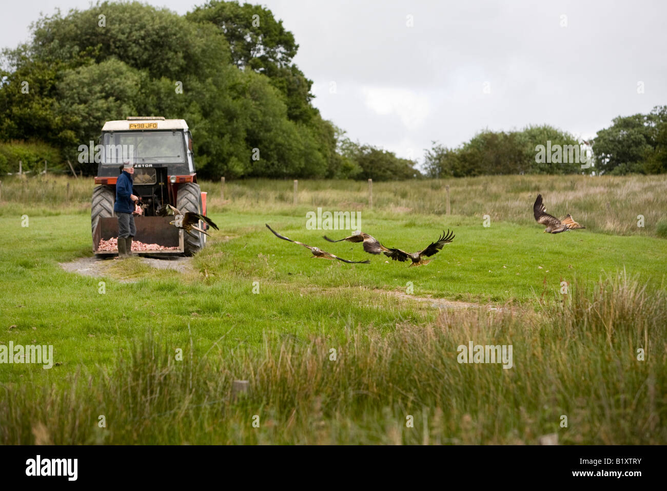 UK Wales Powys Rhayader Gigrin Farm Farmer Chris Powell with tractor ...