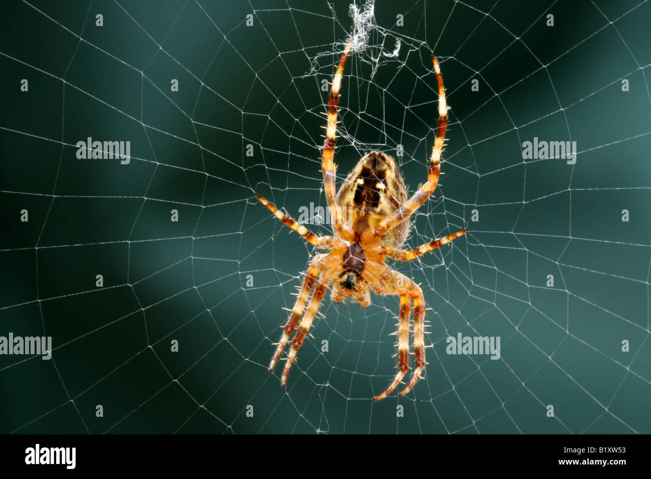 Garden Spider in web Stock Photo - Alamy