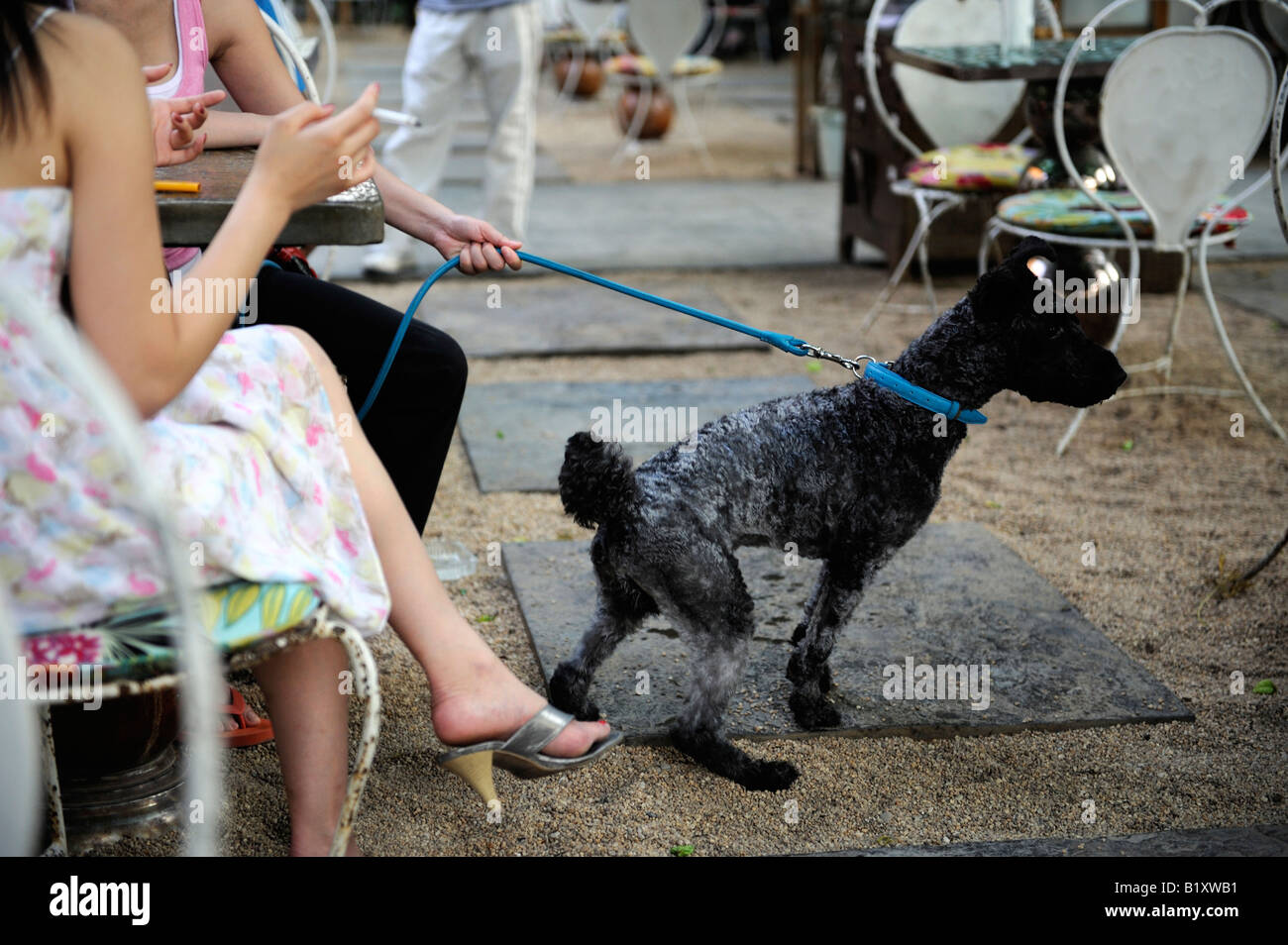 Two ladies sitting at a bar with a dog in Beijing, China. 06-Jul-2008 ...