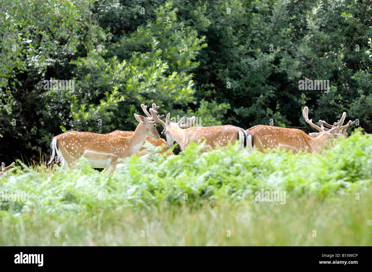 Fallow Deer New forest Stock Photo - Alamy