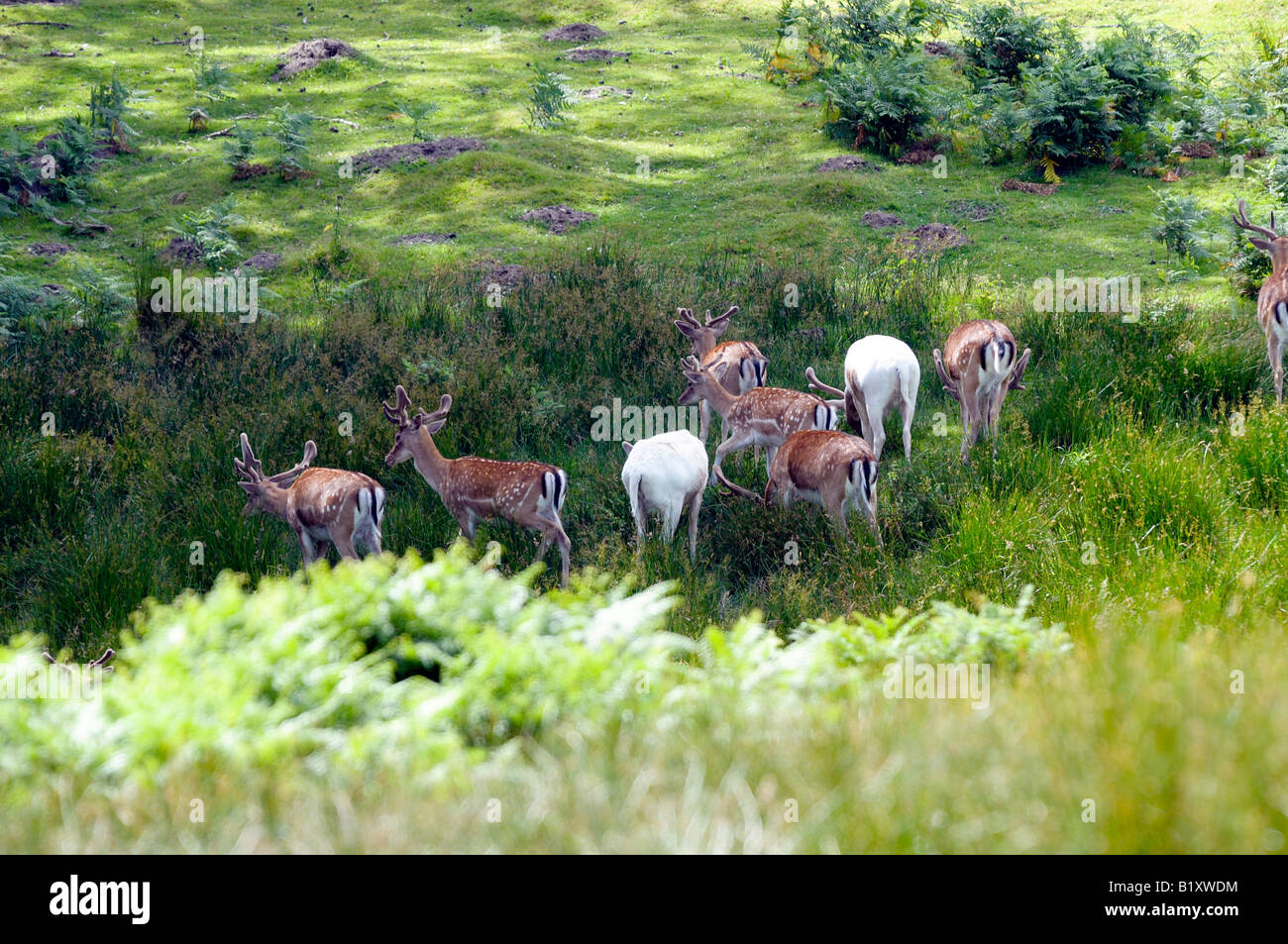 Fallow Deer New forest Stock Photo - Alamy
