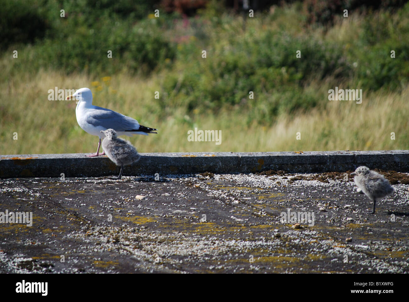 Chickens on the beach hi-res stock photography and images - Alamy