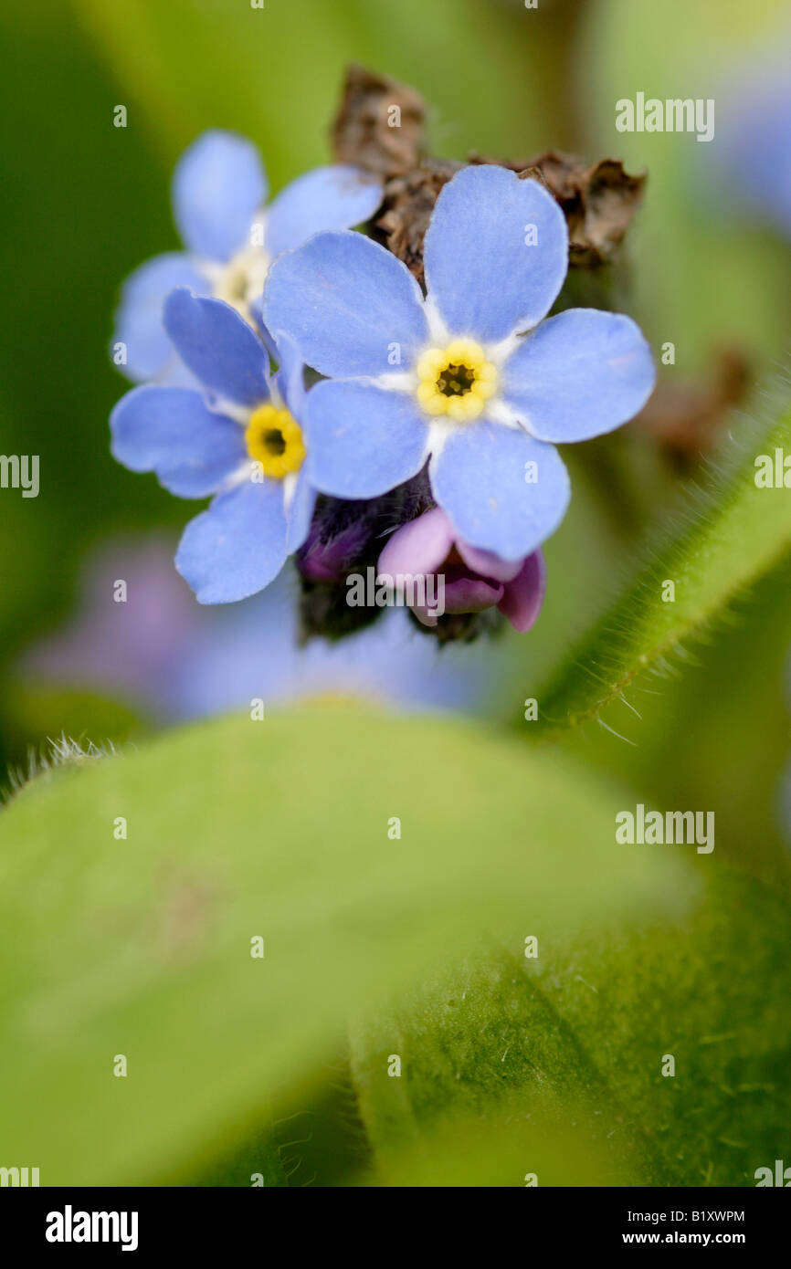Water forget-me-not (Myosotis palustris scorpioides) England, UK Stock ...