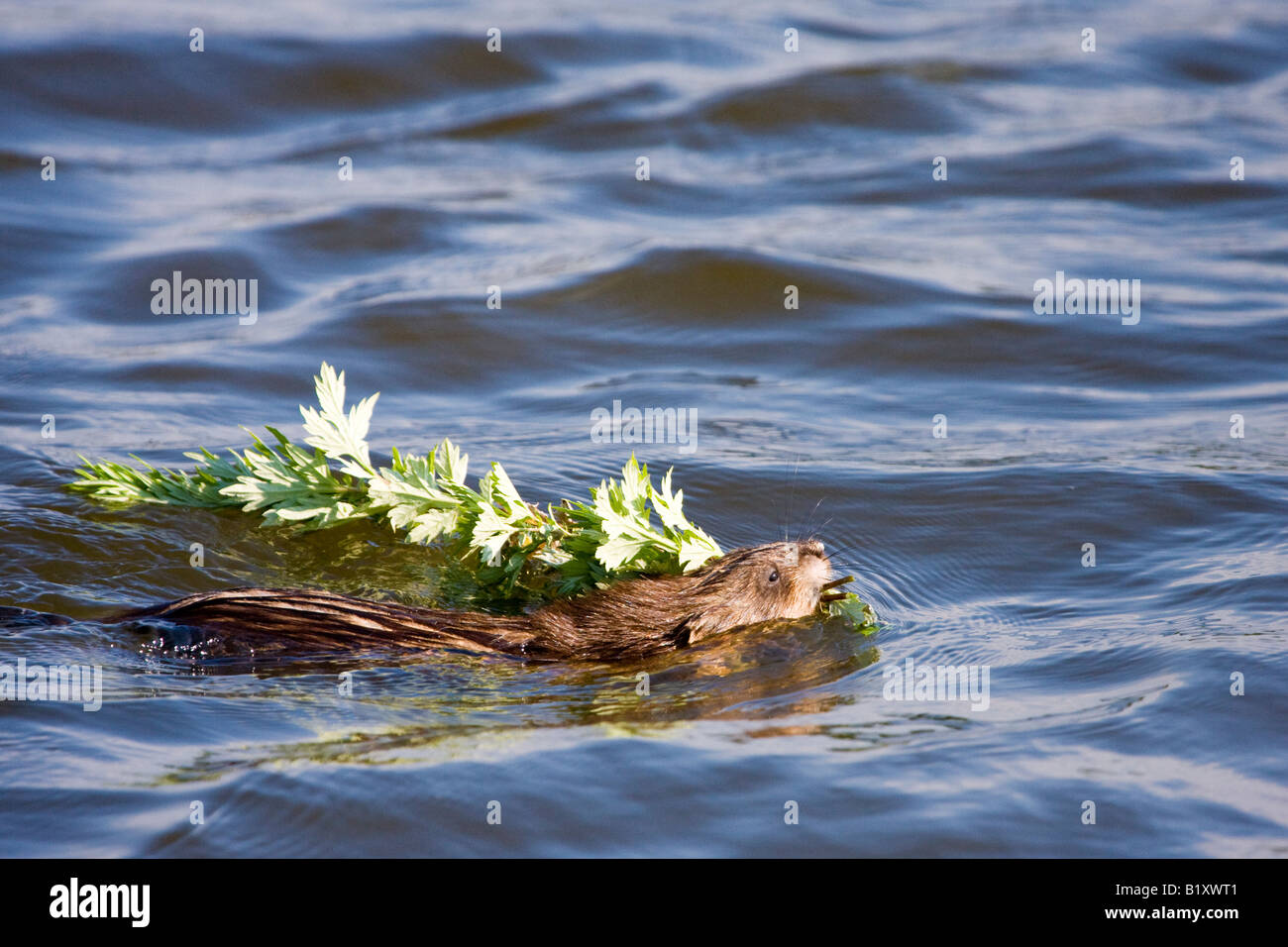 Muskrat bringing foraged vegetation back to its nest Stock Photo - Alamy