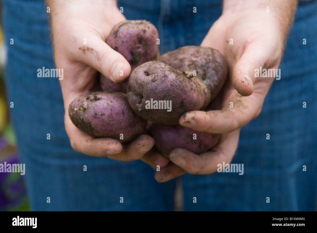 Freshly dug home grown “Edzell Blue” heritage variety potatoes in man’s ...