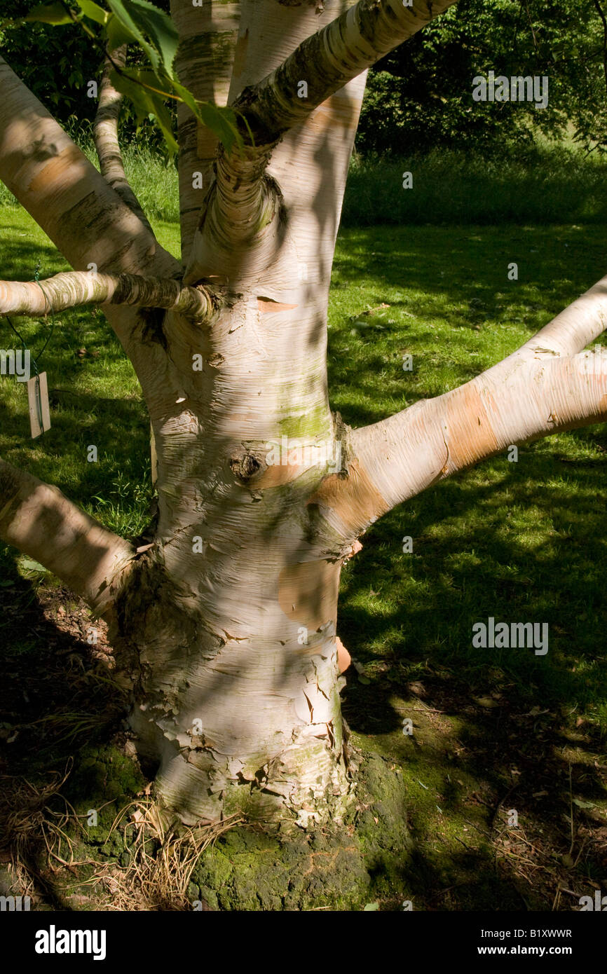 Erman s birch trunk Stock Photo - Alamy