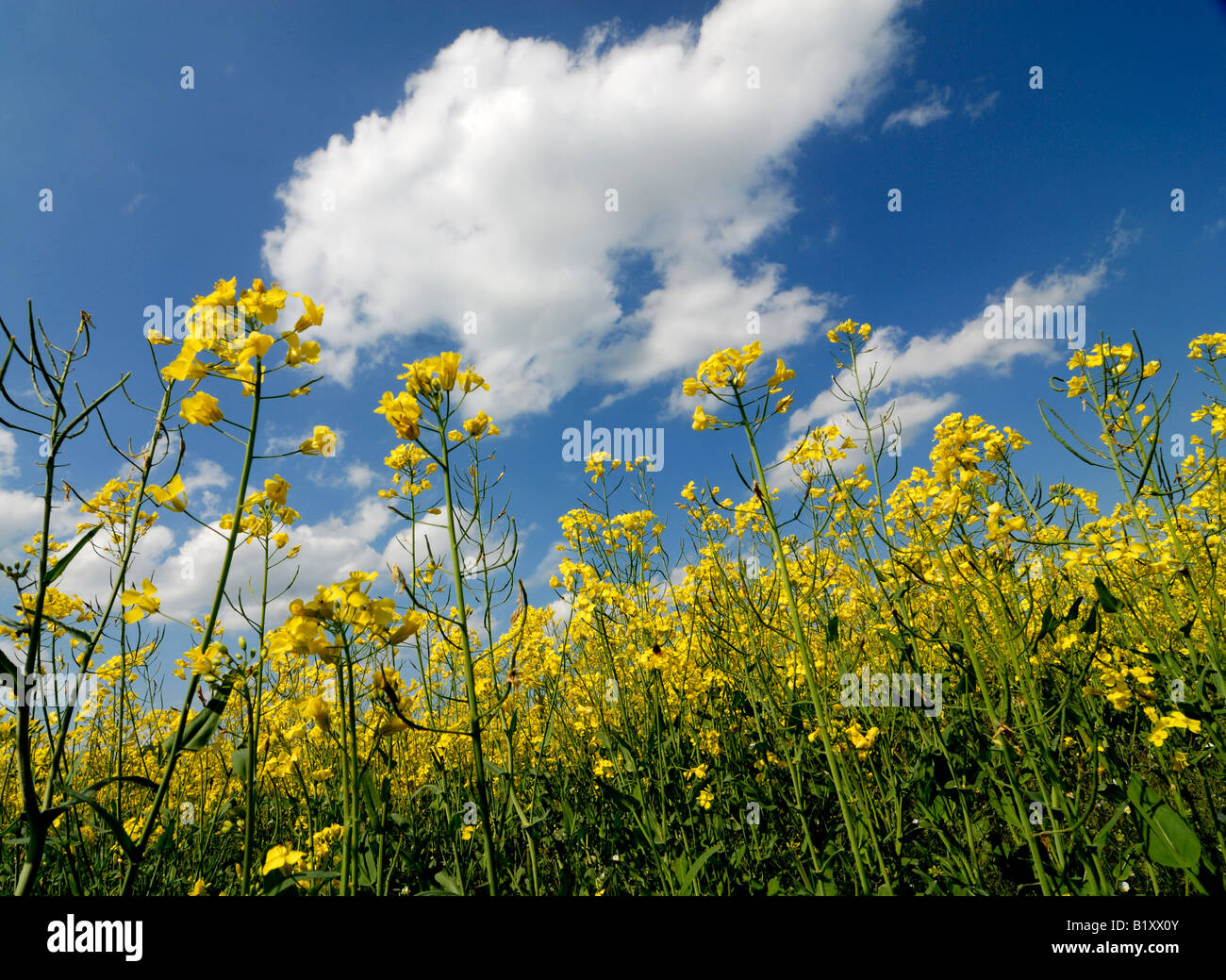 Field of yellow rape seed Stock Photo - Alamy