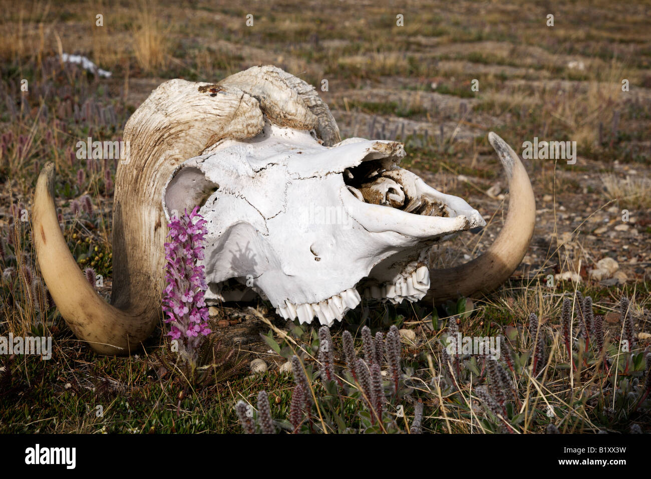 Banks island canadian arctic hi-res stock photography and images - Alamy