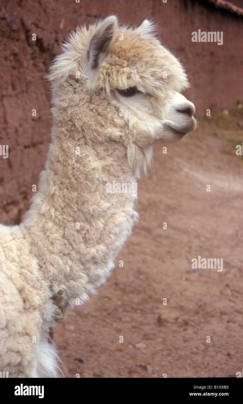Alpaca in Cuzco, Peru, Andes, South America Stock Photo - Alamy