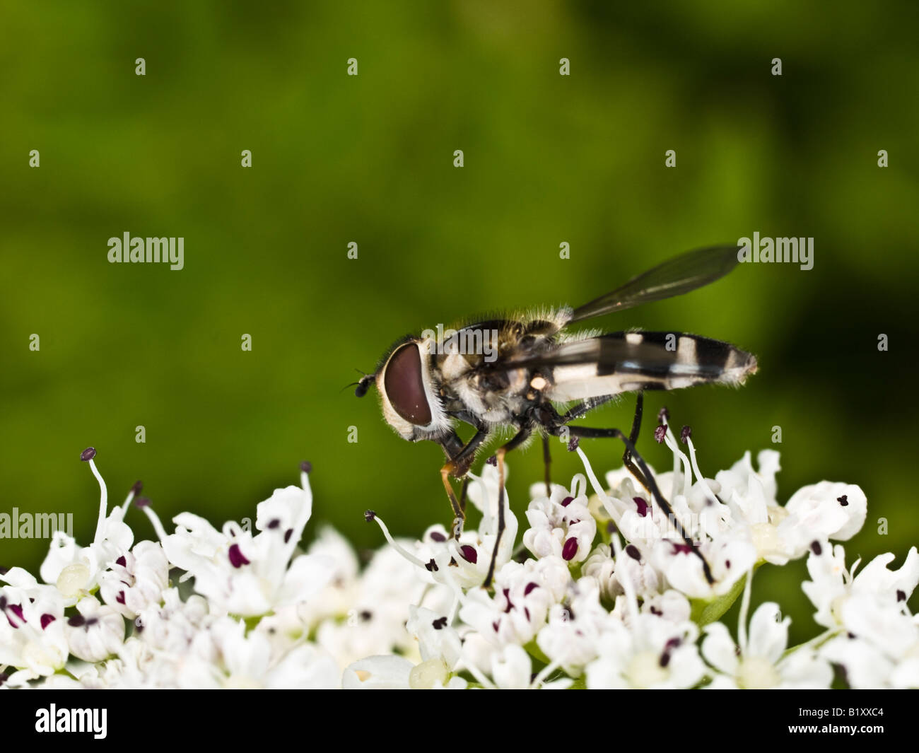 Syrphidae insect hi-res stock photography and images - Alamy