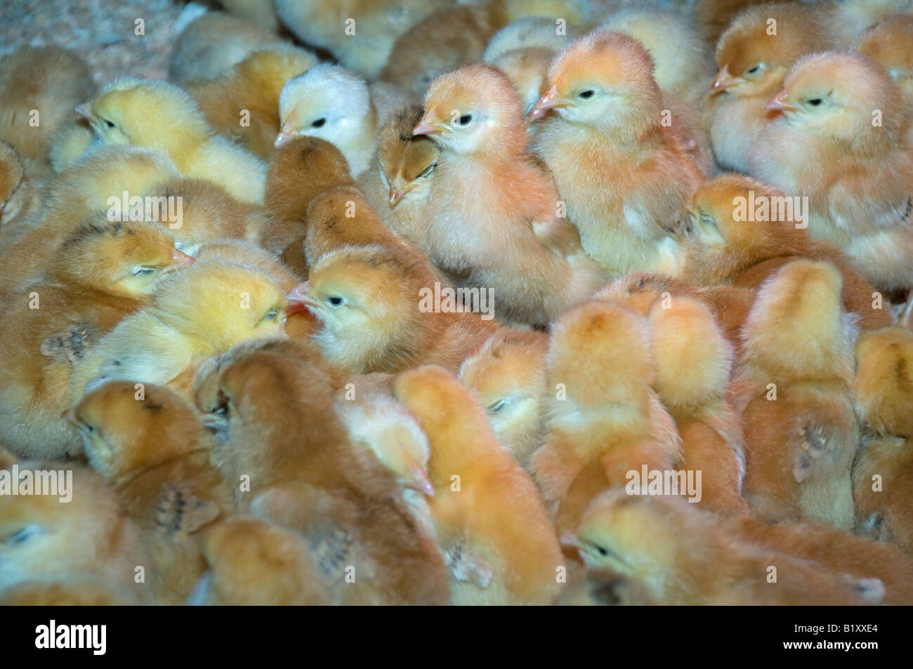 Free range chicks Kent England Stock Photo - Alamy