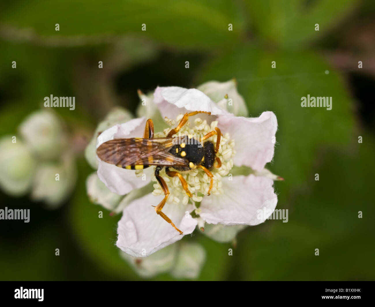 Nomada Bee (Anthophoridae Stock Photo - Alamy