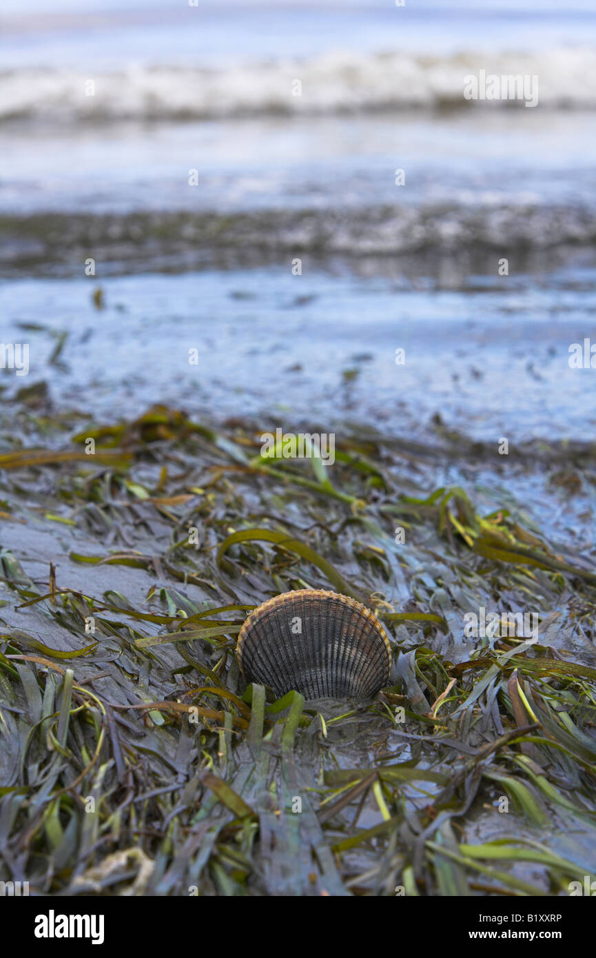 Clinocardium hi-res stock photography and images - Alamy