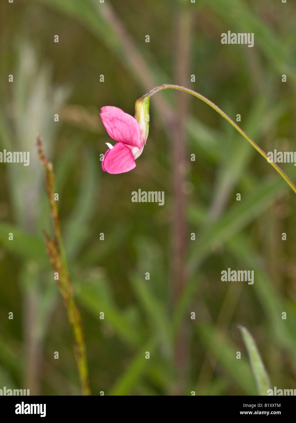 Grass Vetchling Lathyrus nissolia (Fabaceae Stock Photo - Alamy