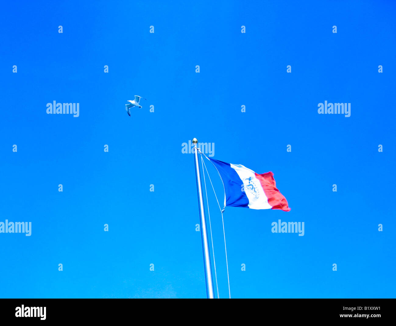 Seagull over New York Port authority flag Stock Photo - Alamy