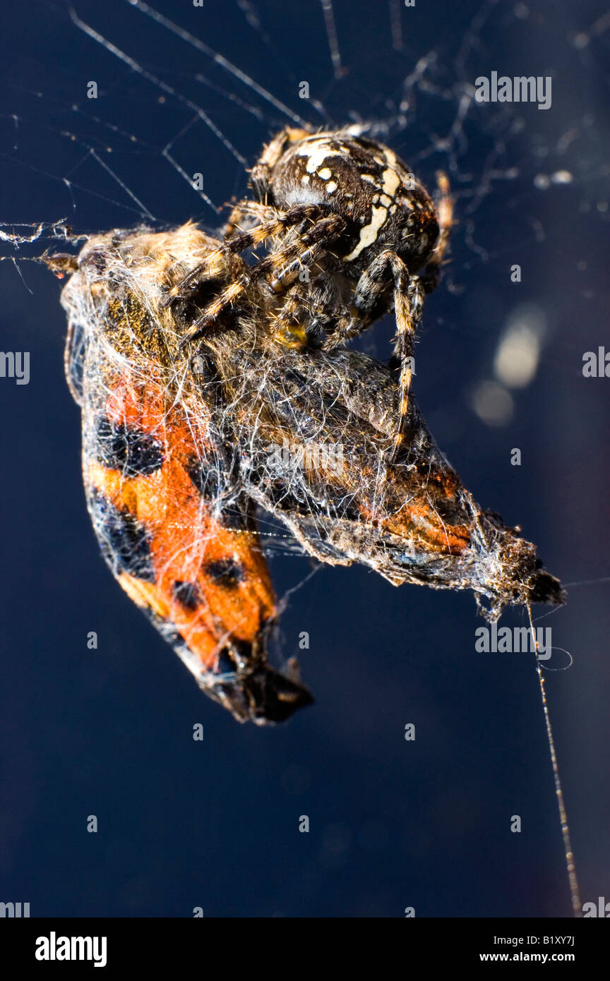 SPIDER WRAPS CAUGHT BUTTERFLY Stock Photo - Alamy