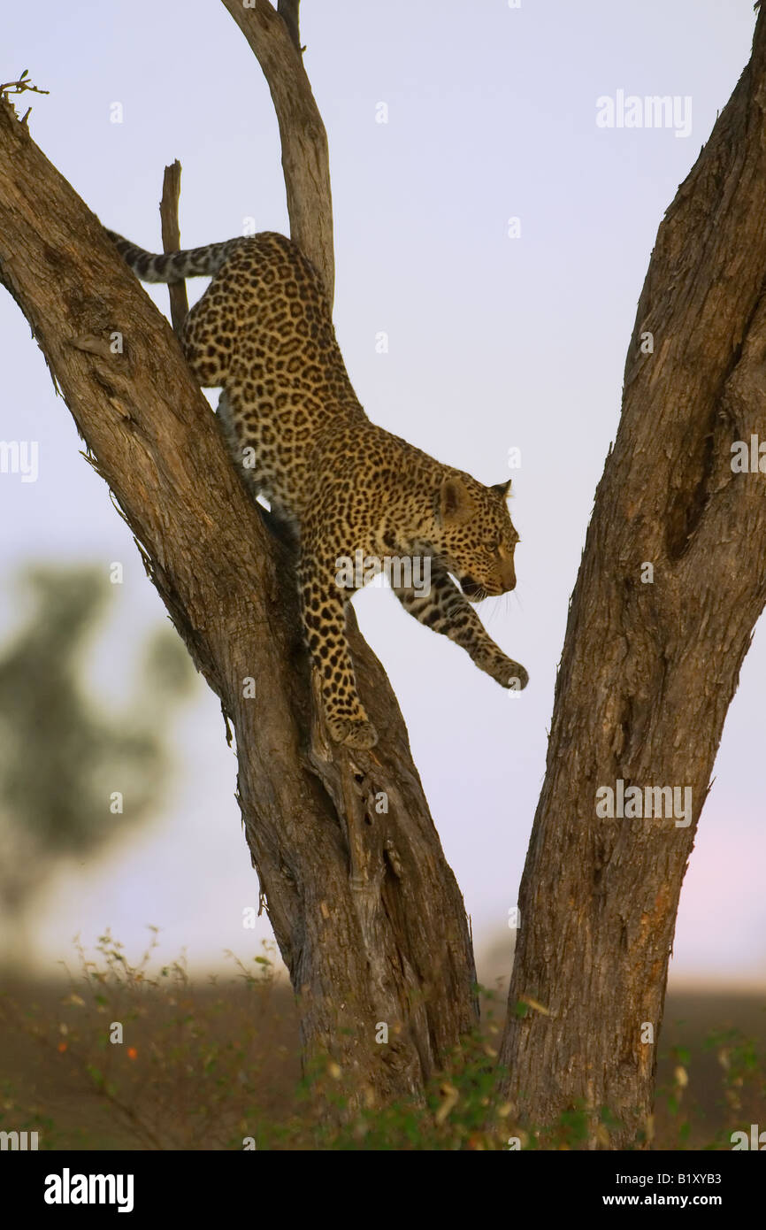 Leopard, Kenya, Africa Stock Photo - Alamy