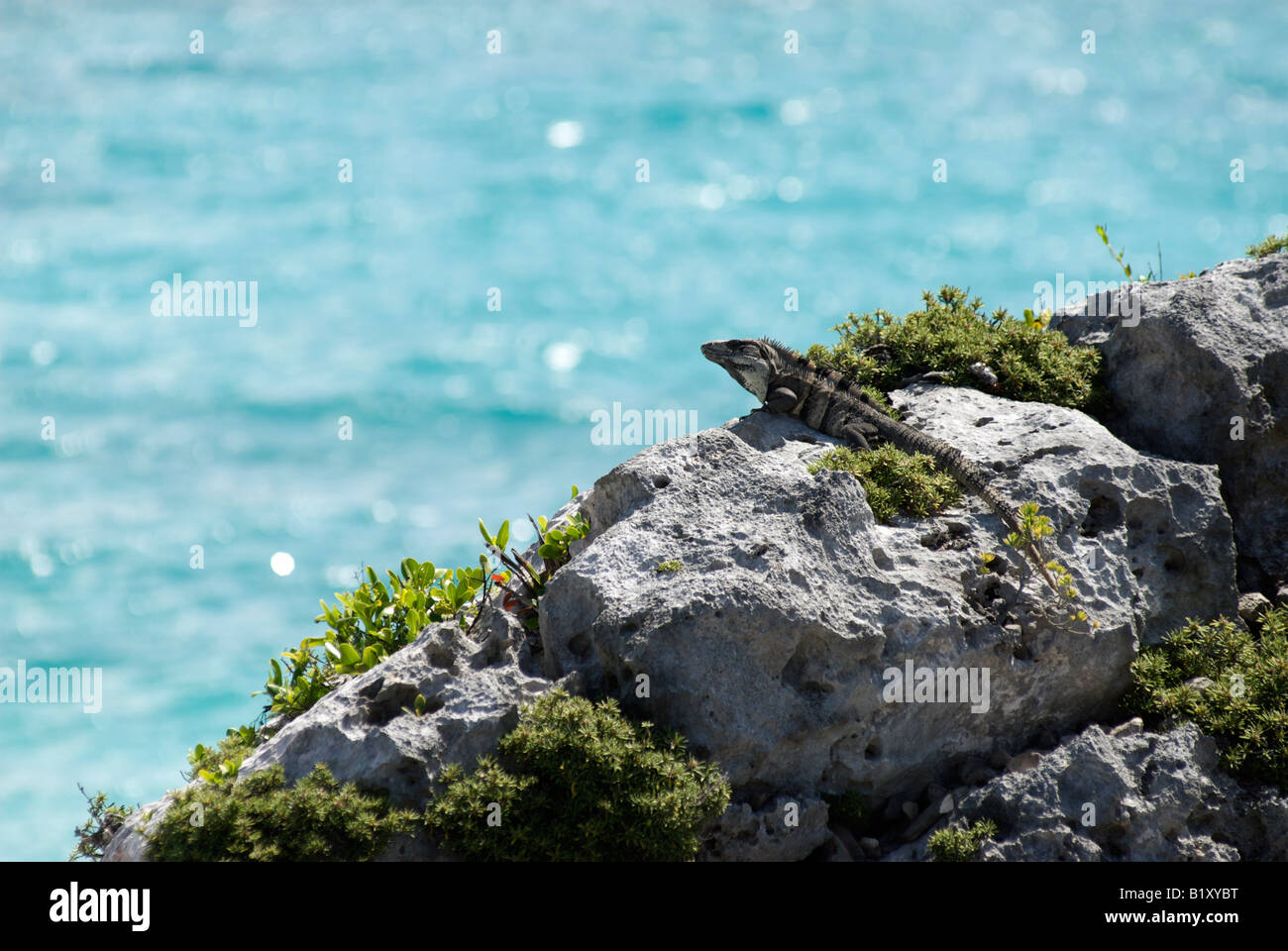 Iguana sunning on the rocks, ocean in the background. Taken in Mexico ...