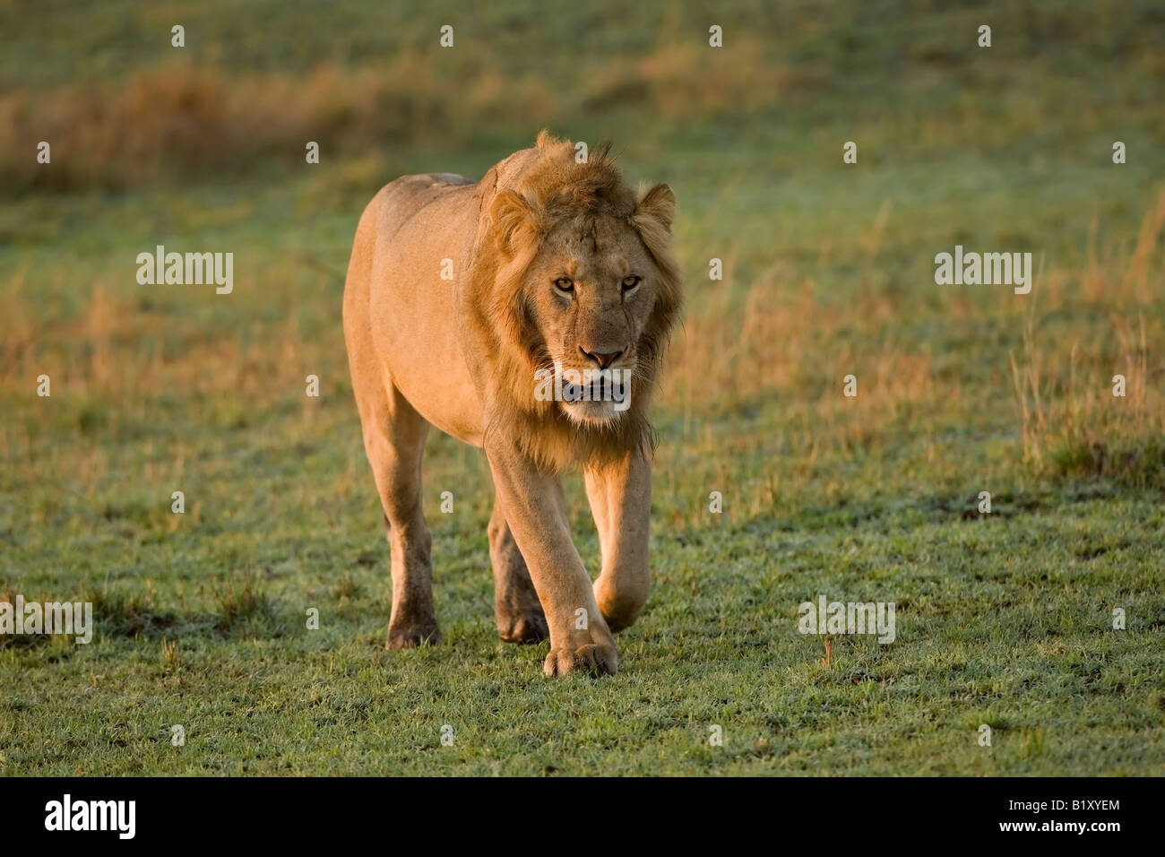 Lion running hi-res stock photography and images - Alamy