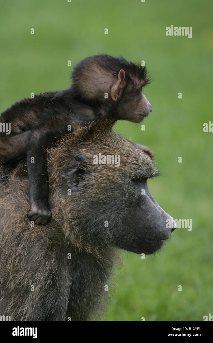 Olive Baboon Papio anubis baby sitting on its mothers head Stock Photo ...