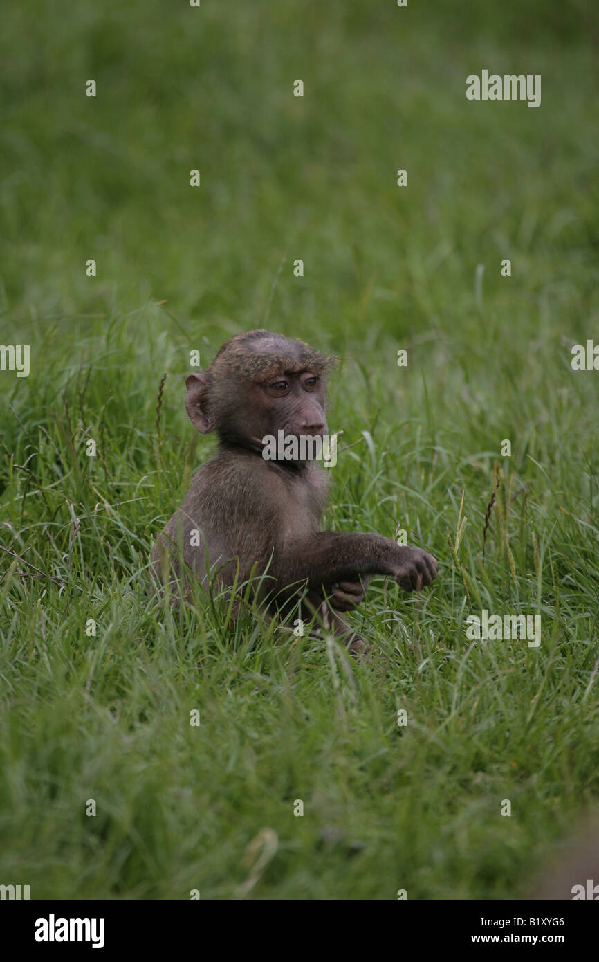 Olive Baboon Papio anubis baby Stock Photo - Alamy