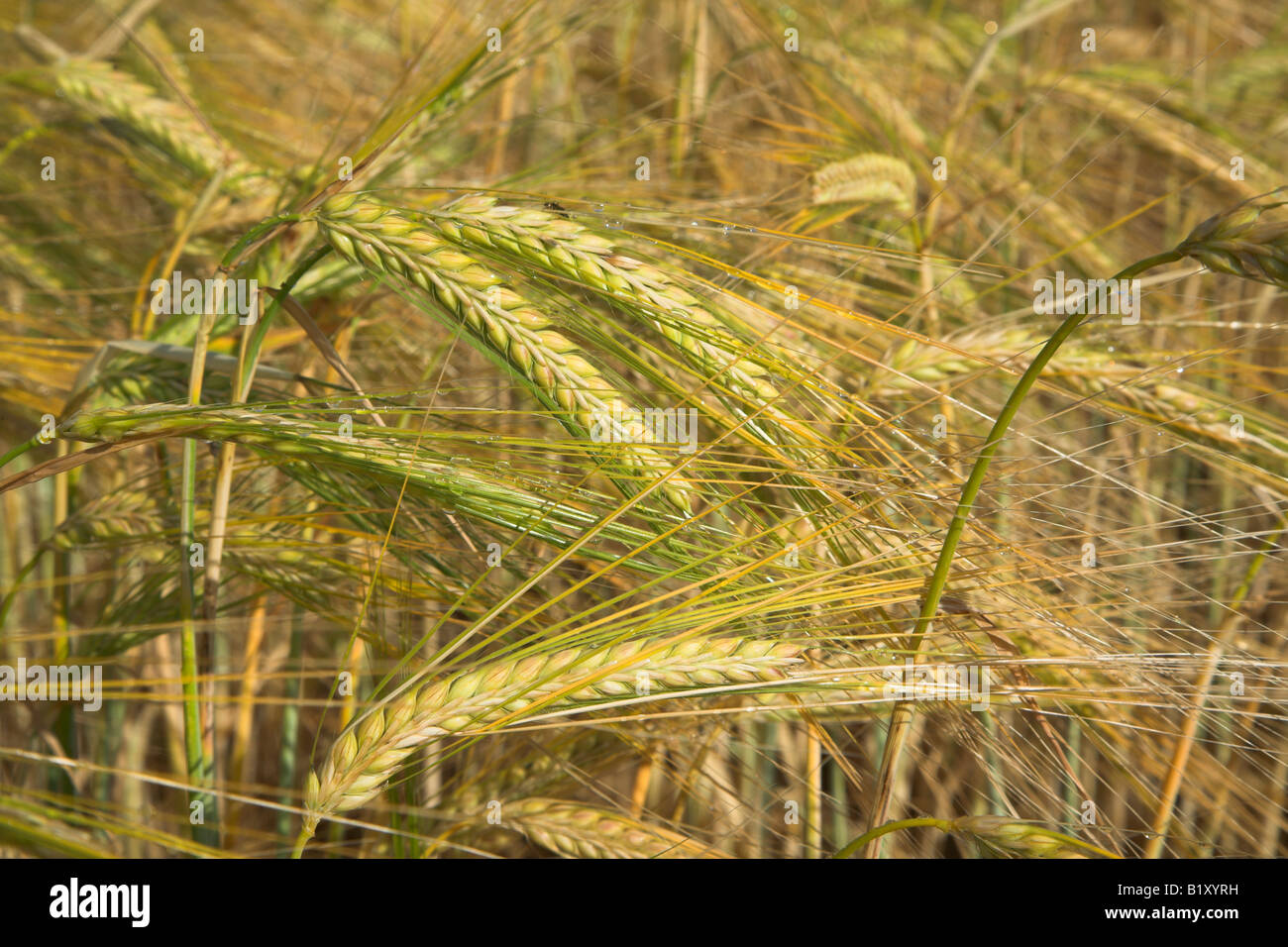 Ears and stalks of golden barley close up Stock Photo - Alamy