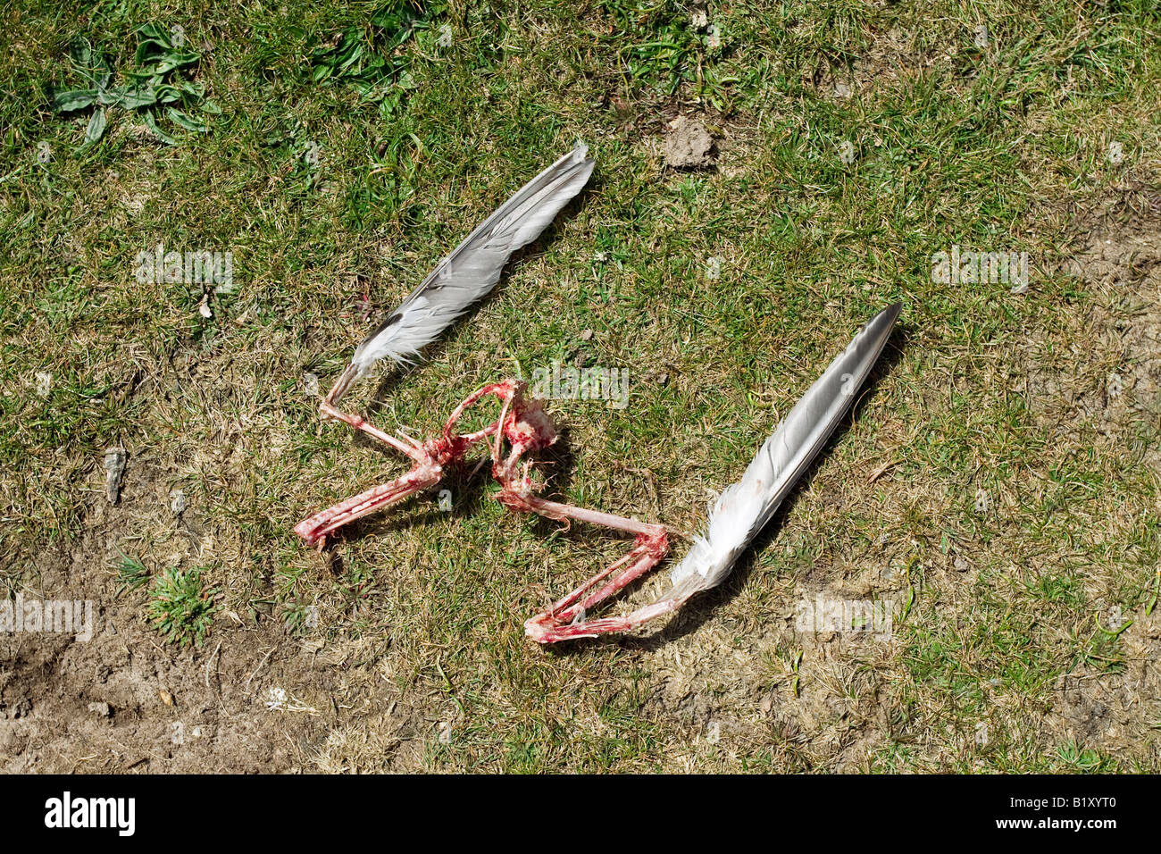 Bird predation skeleton of a seabird on grass probably Manx Shearwater ...