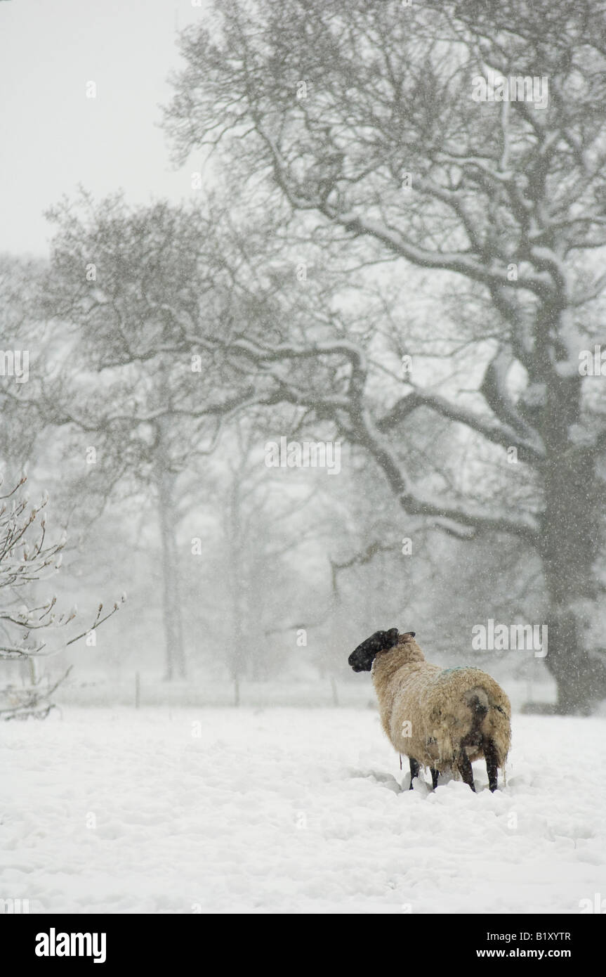 Sheep, Suffolk cross Suffolk ram and North Country Mule ewe, in snow ...