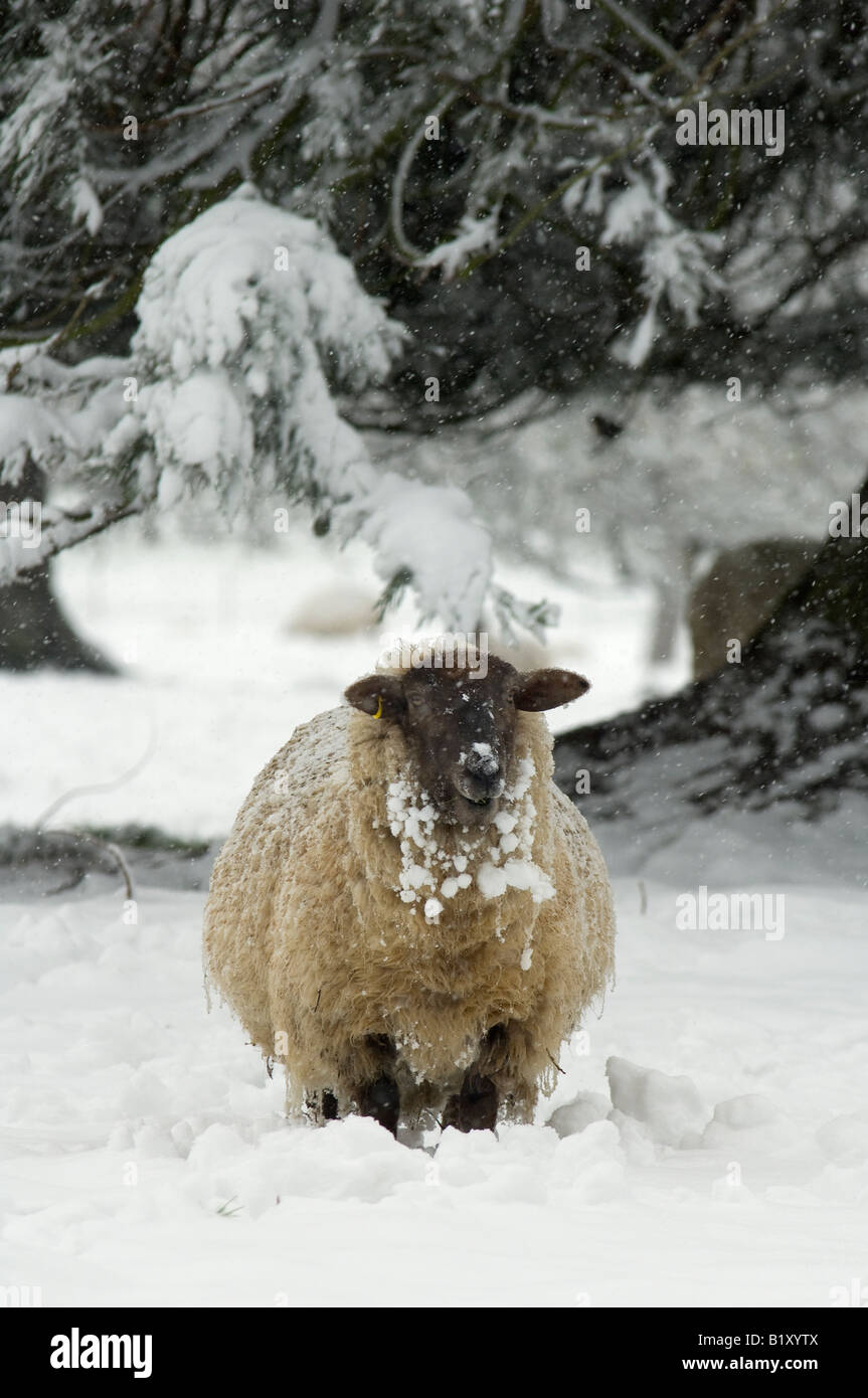 North Country Mule Ewe Sheep High Resolution Stock Photography and ...