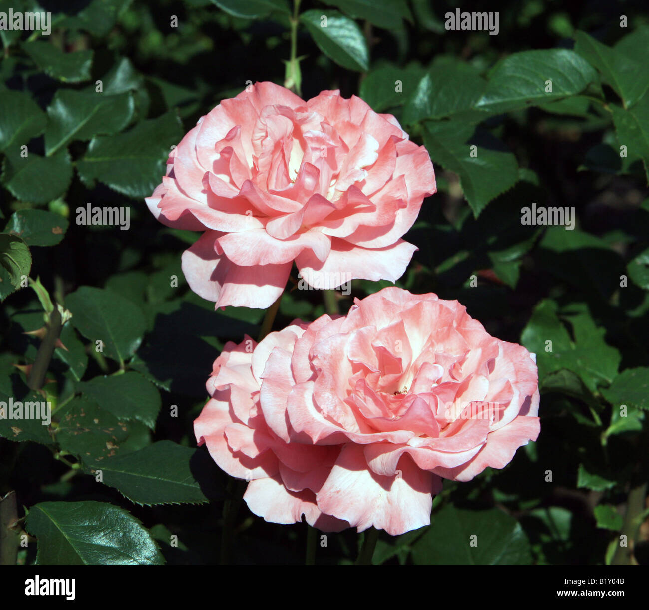 Rose Queen Elizabeth Stock Photos & Rose Queen Elizabeth Stock Images ...