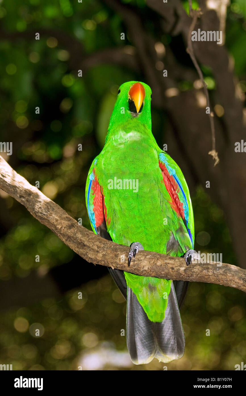 Eclectus Parrot Eclectus roratus Edelpapagei male Rainforest Habitat ...