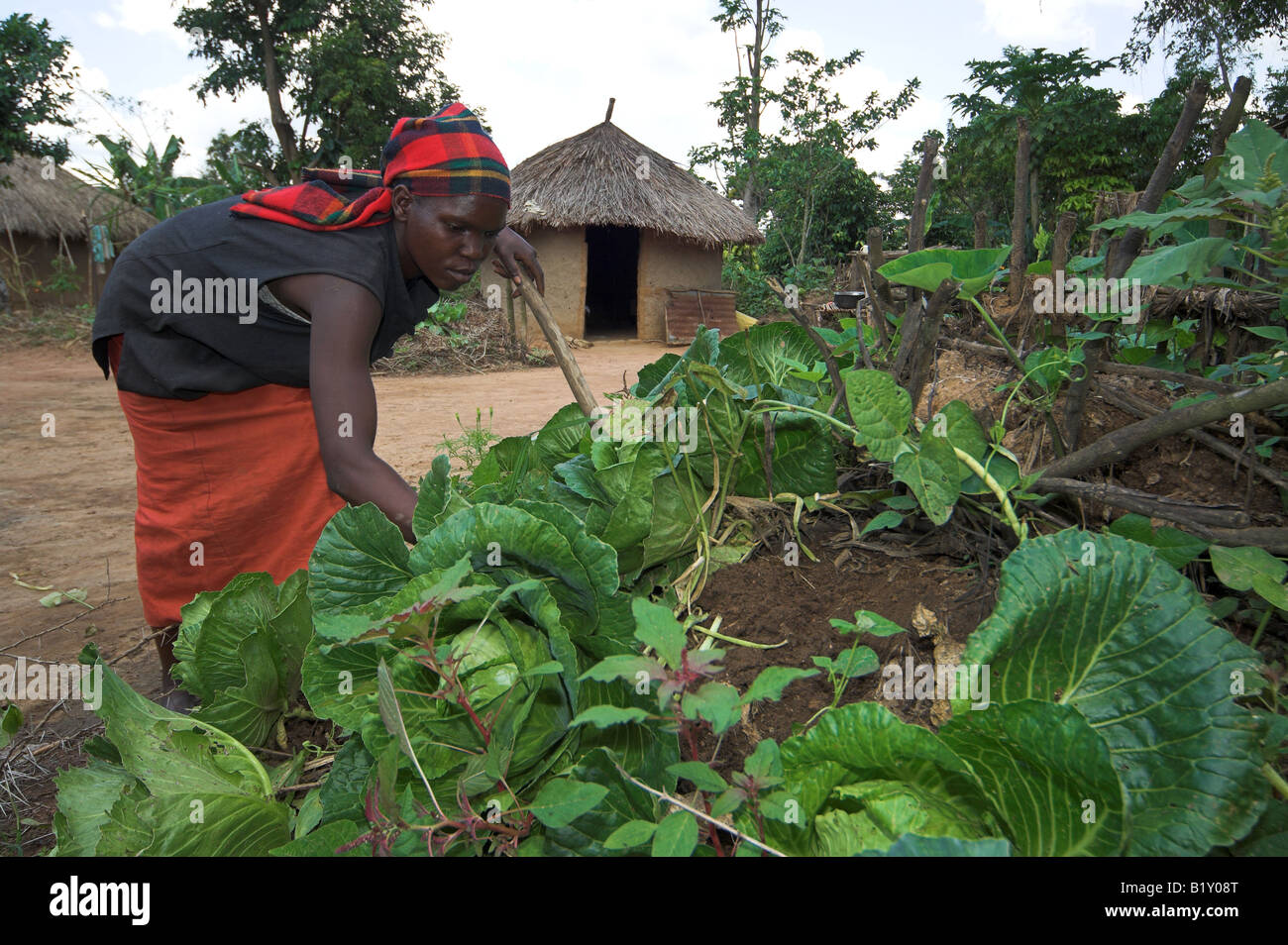 African woman picking cabbages from garden in village Mbale Uganda ...