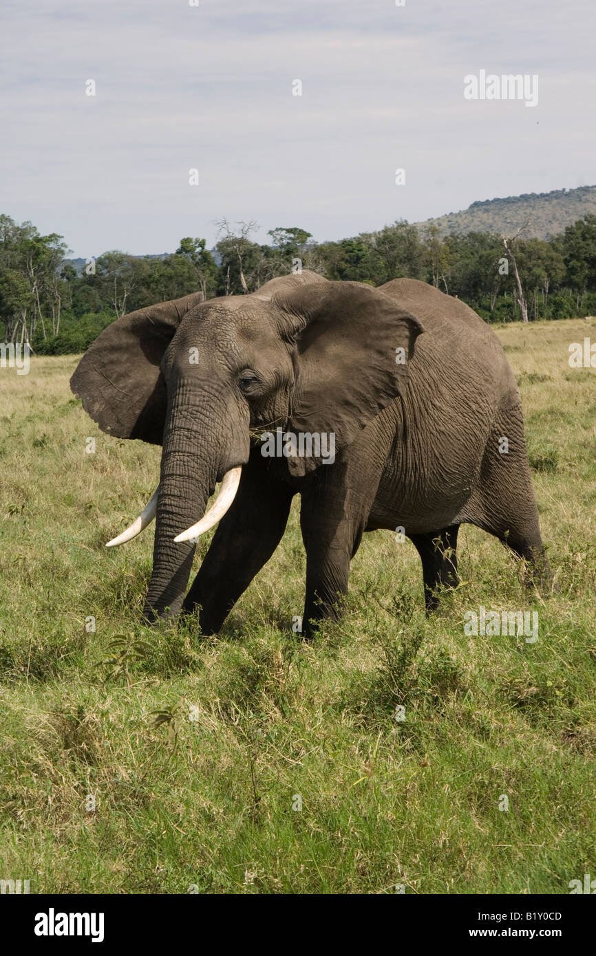 Kenya wildlife savannah elephant hi-res stock photography and images ...