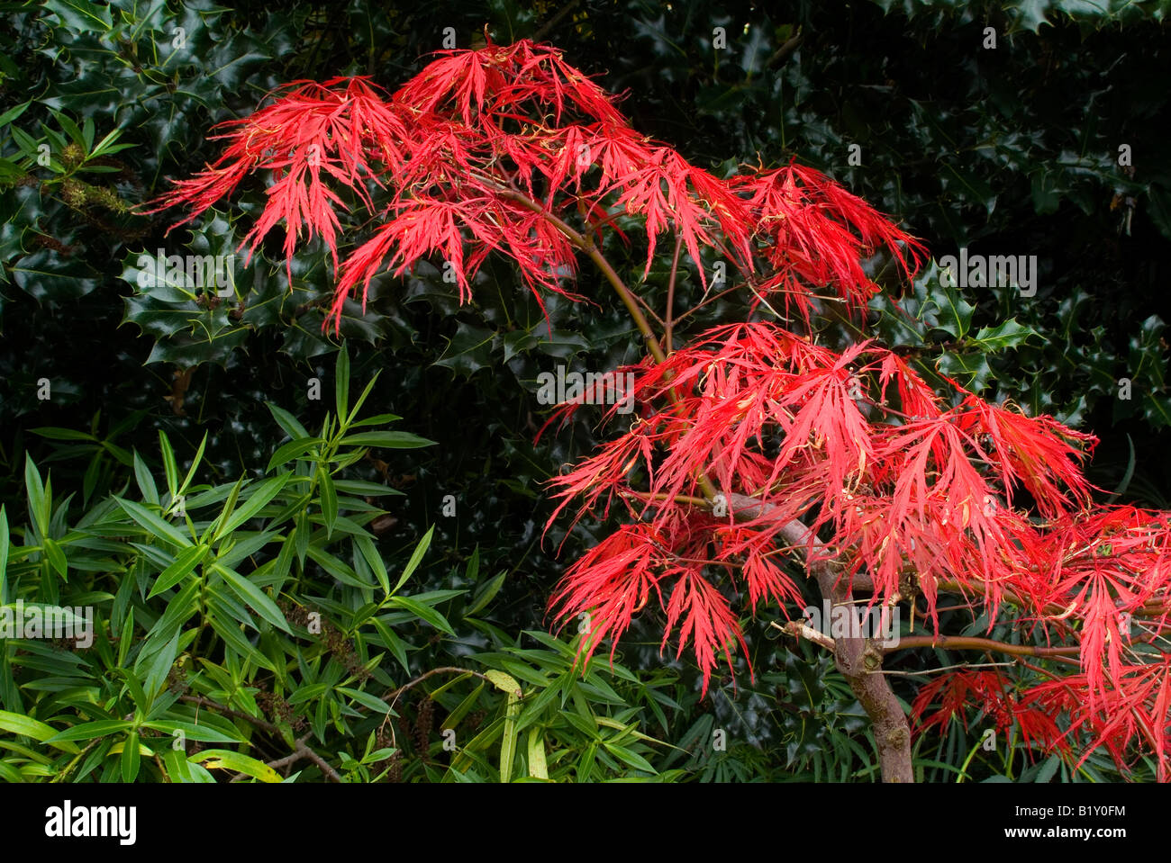 Japanese maple acer palmatum momiji hi-res stock photography and images - Alamy