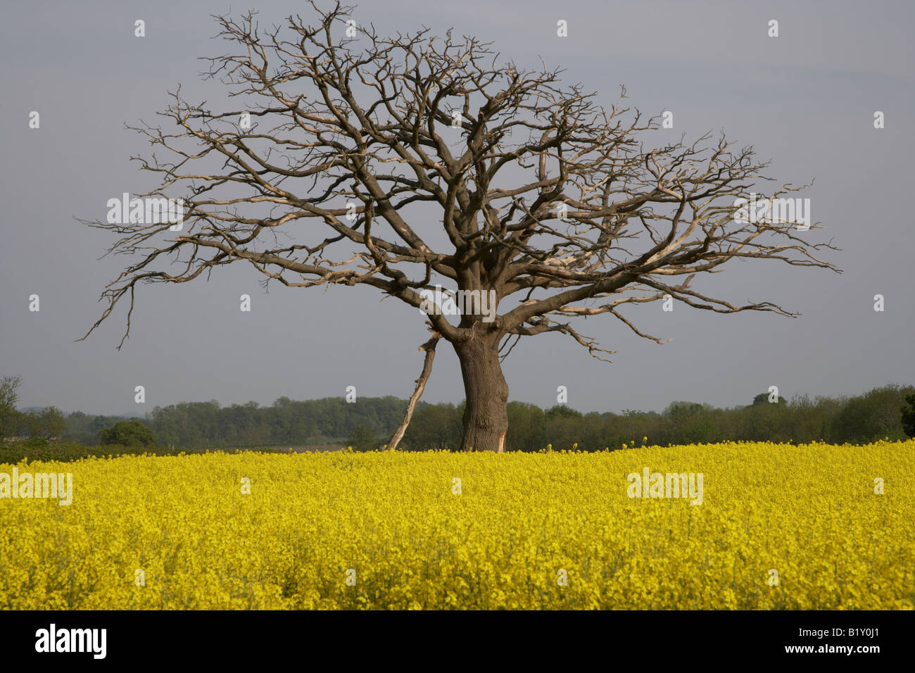 tree in field of oil seed rape Stock Photo - Alamy