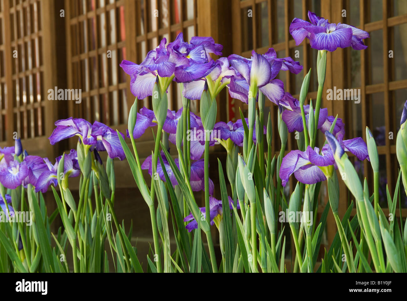 Japanese iris hi-res stock photography and images - Alamy