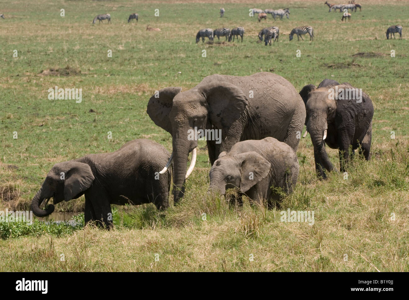 African Elephant, Kenya, Africa Stock Photo - Alamy