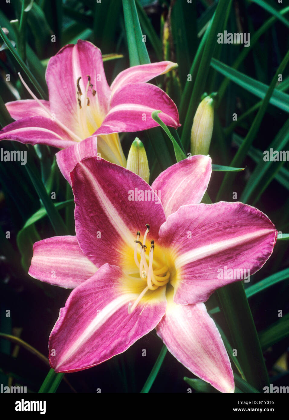 Hemerocallis 'Cherry Cheeks' red pink flower garden plant Stock Photo ...