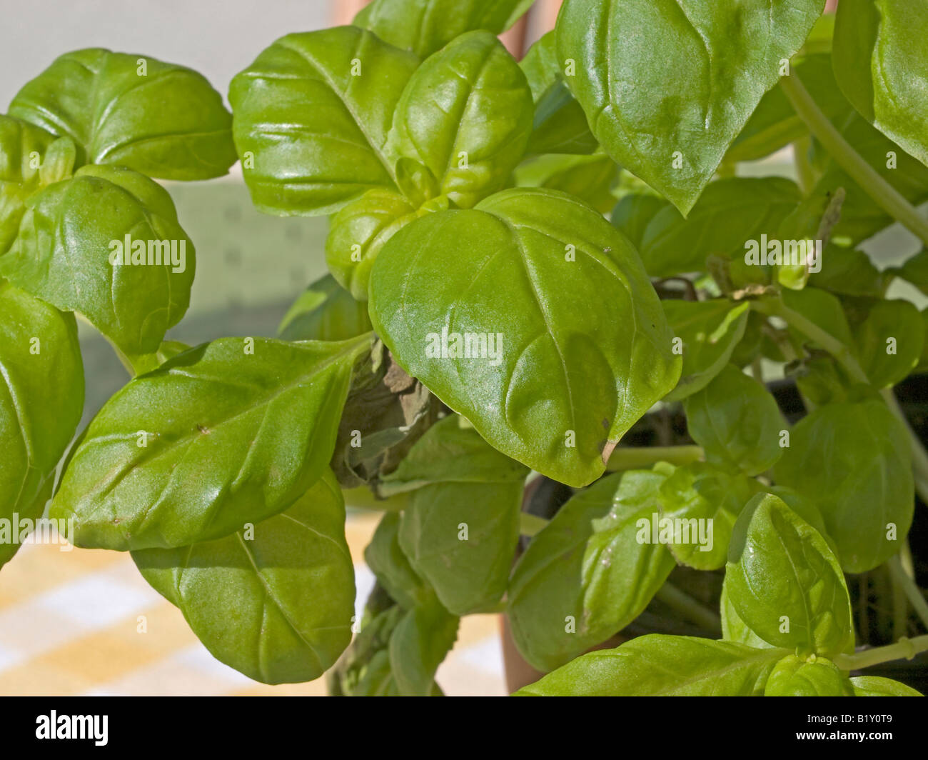 plant of basil in a pot Stock Photo - Alamy