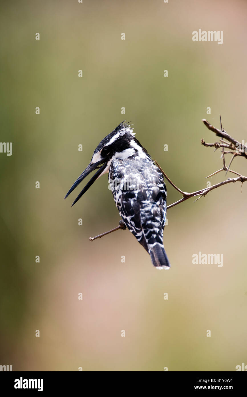 Sean bird hi-res stock photography and images - Alamy