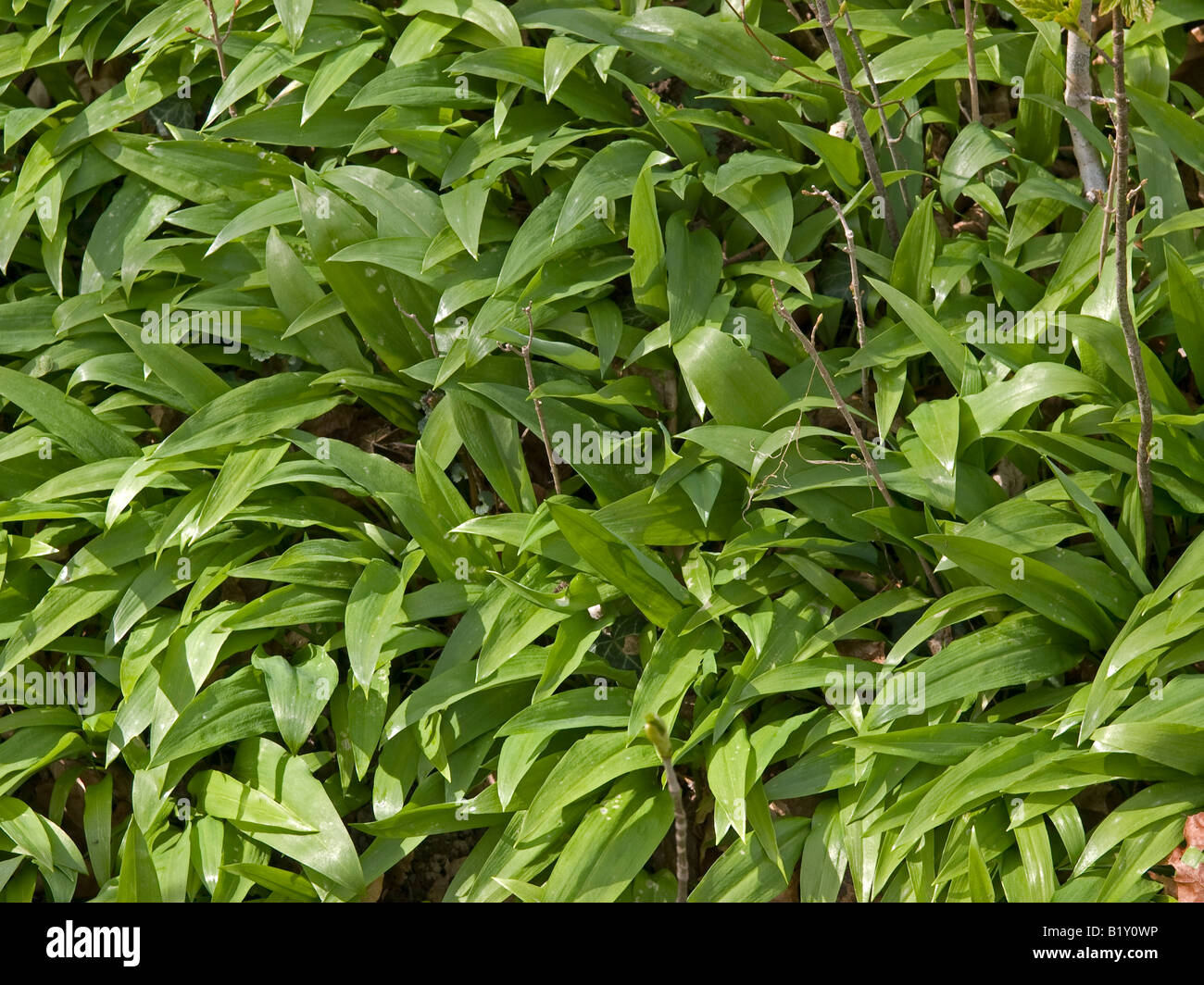 ramsons buckrams wild garlic broad leaved garlic wood garlic bear s ...