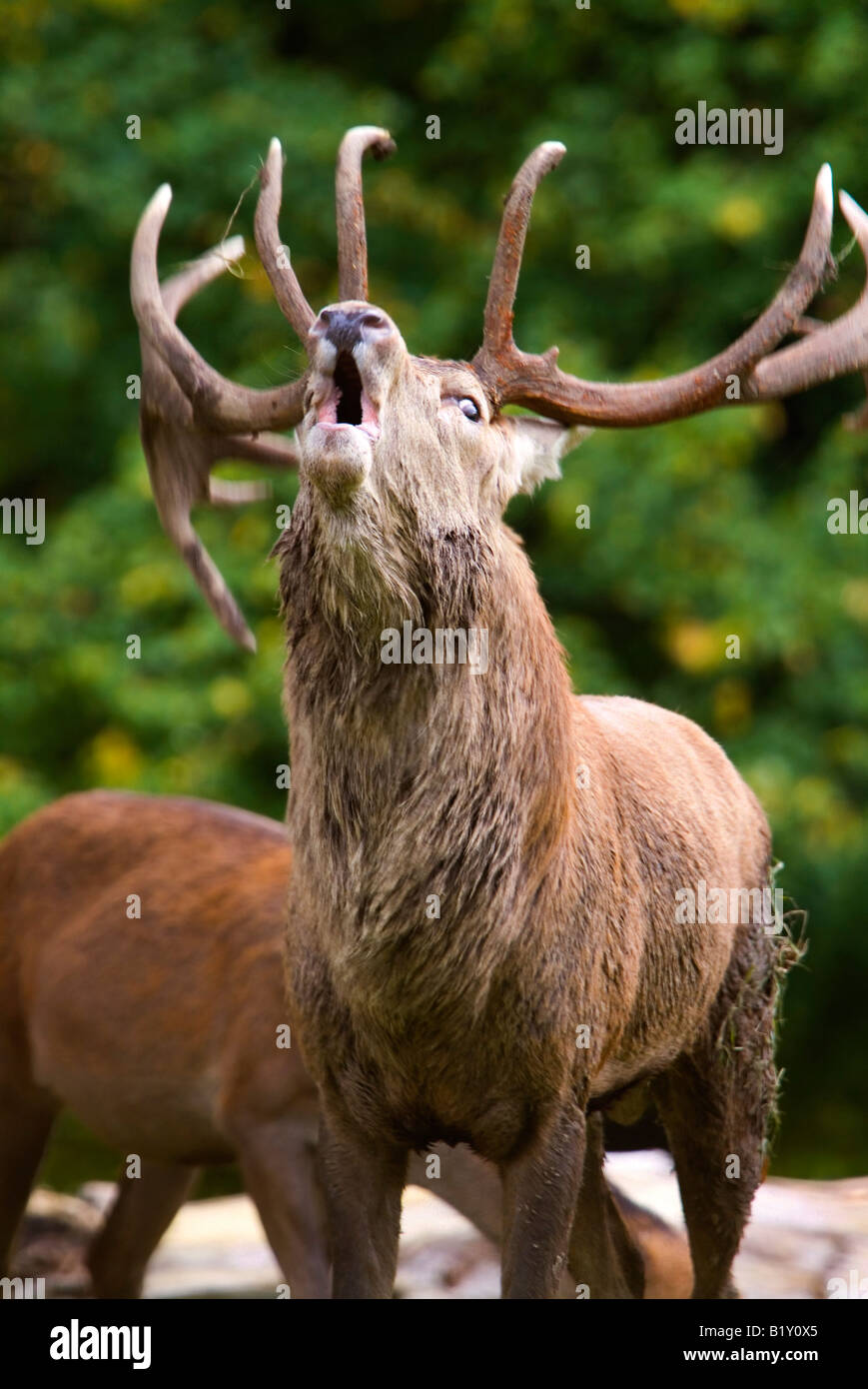 Deer in rut studley royal hi-res stock photography and images - Alamy