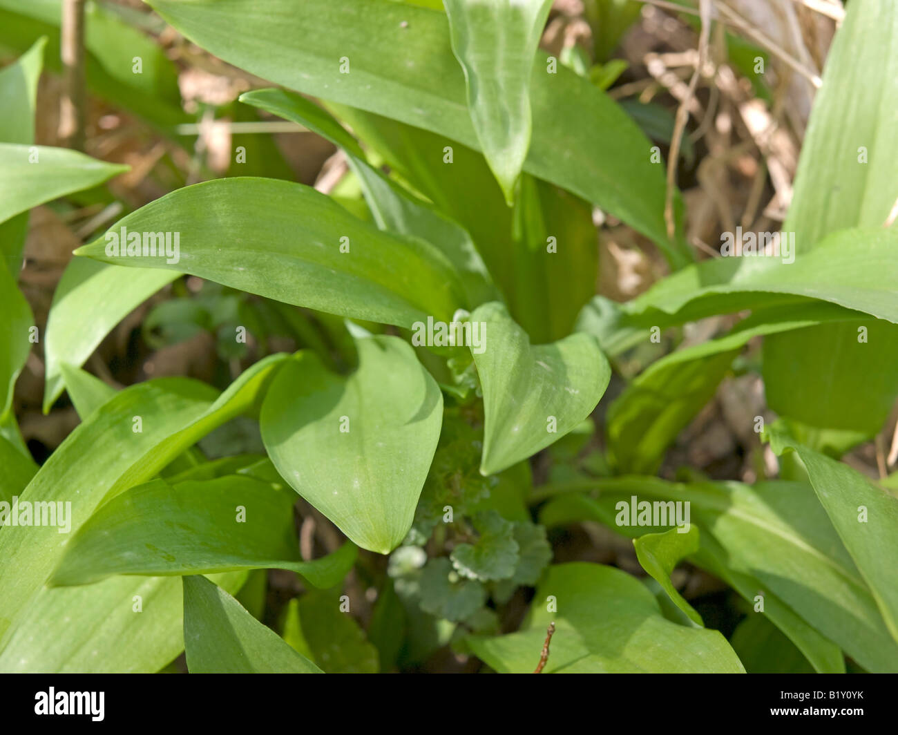 ramsons buckrams wild garlic broad leaved garlic wood garlic bear s ...