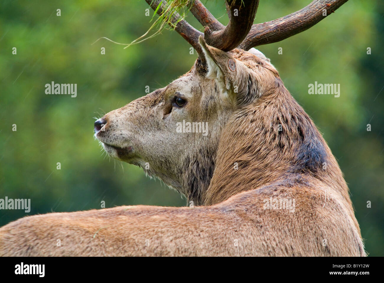 Deer in rut, Studley Royal Deer Park, Ripon, North Yorkshire Stock ...