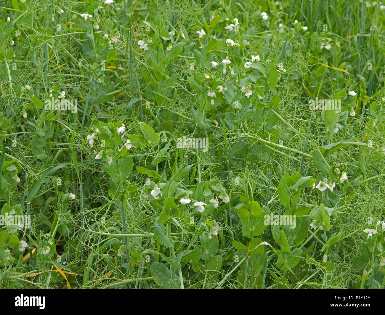 Fodder plant hi-res stock photography and images - Alamy
