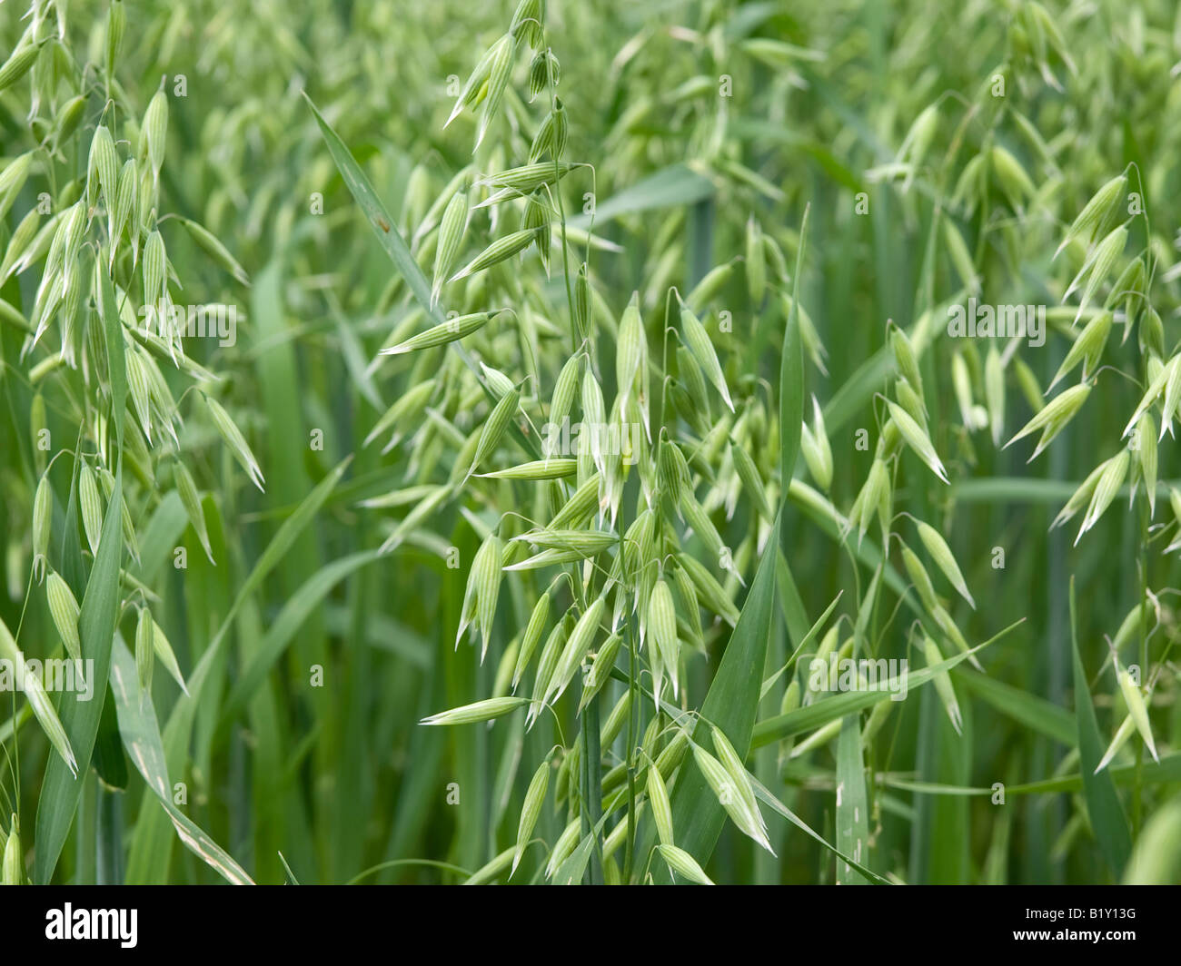 oats growing on field with green ears Stock Photo - Alamy