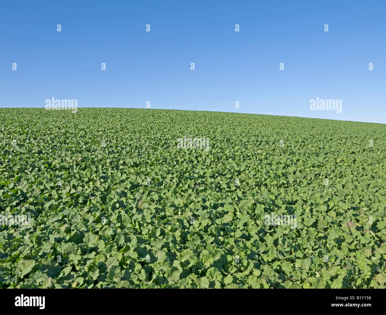 field with rape Brassica napus ssp oleifera during springtime in early ...