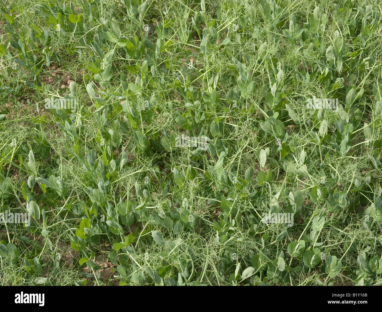 peas growing on a field fodder plant Stock Photo - Alamy